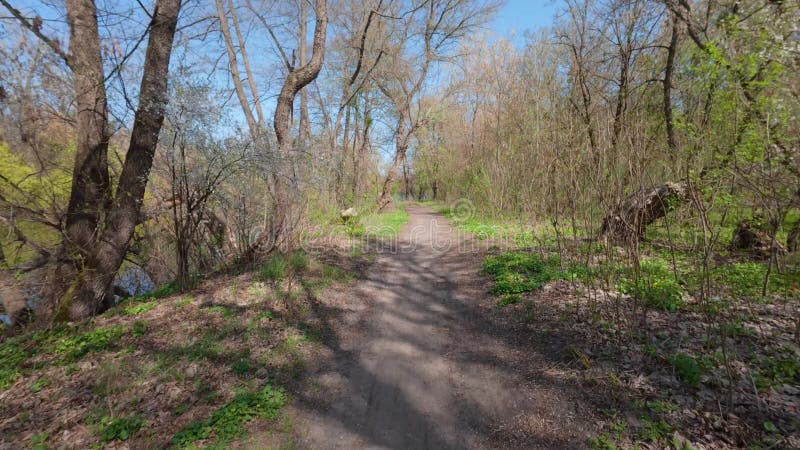Walking Along a Spring Forest Path Along the River. Fresh Greenery on ...