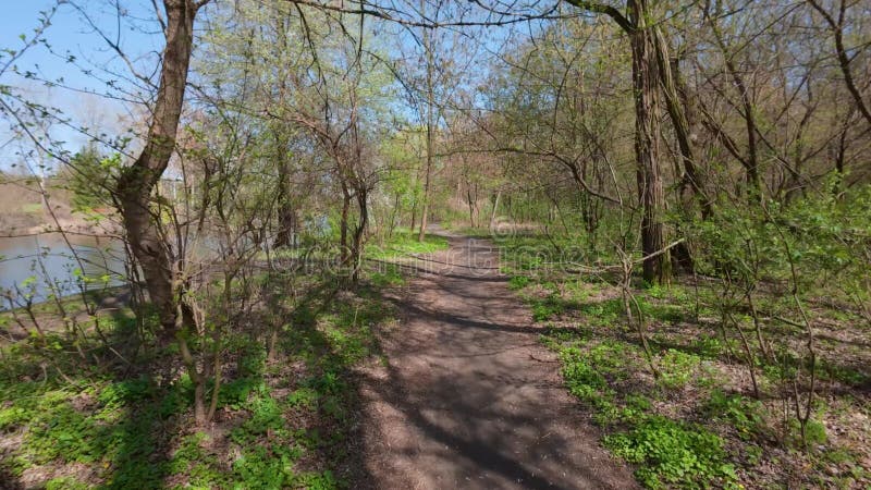 Walking Along a Spring Forest Path Along the River. Fresh Greenery on ...