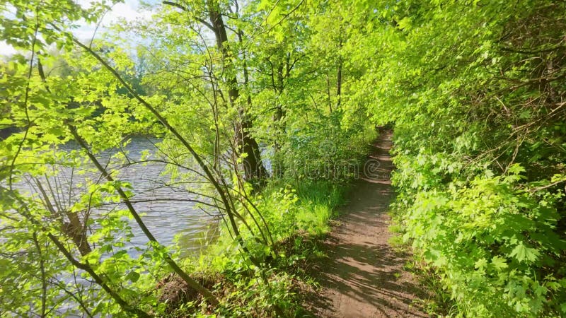 Walking Along a Spring Forest Path Along the River. Fresh Greenery on ...