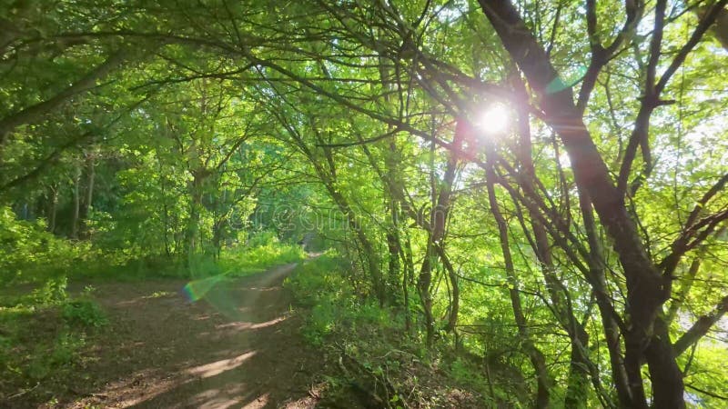 Walking Along a Spring Forest Path Along the River. Fresh Greenery on ...