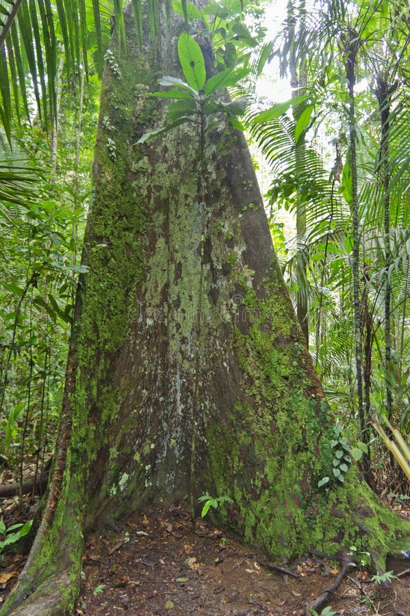Walking in Amazon Jungle, Brazil, South America Stock Photo - Image of ...