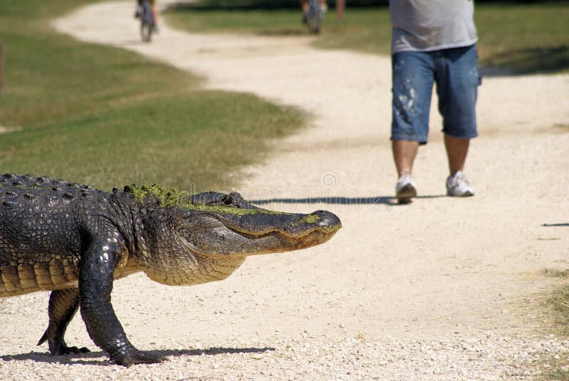 Walking American Alligator stock photo. Image of reptile - 16529264