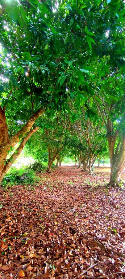 Walking Amidst the Trees, with the Leaves and Branches Falling on the ...