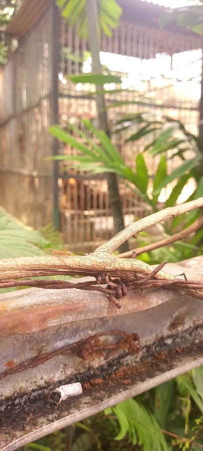 Walking ant in root stock image. Image of green, soil - 270924009