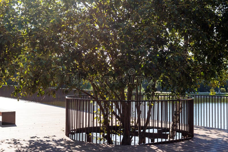 Walking Area with a Tree Growing in the Center Stock Photo - Image of ...