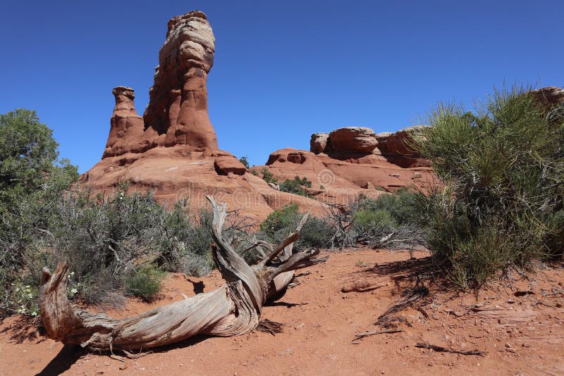 Beautiful Tree in the Desert ! Moab Stock Photo - Image of life, look ...