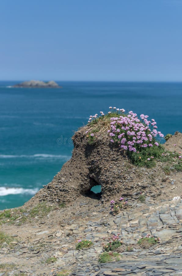 Stepper Point near Padstow stock image. Image of blue - 50134345