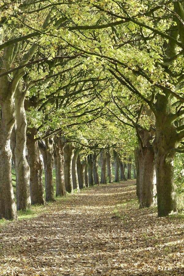 Autumn trees stock photo. Image of walking, trees, leaves - 127072072