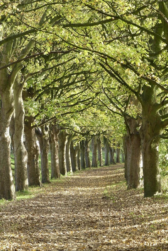 Autumn trees stock photo. Image of walking, trees, leaves - 127072072