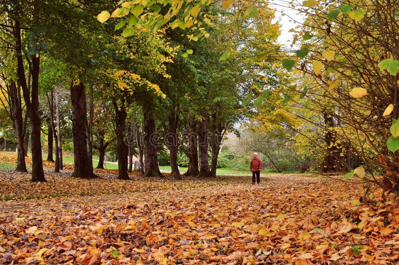 Walking in Autumn Wood stock photo. Image of hues, healthy - 27476928
