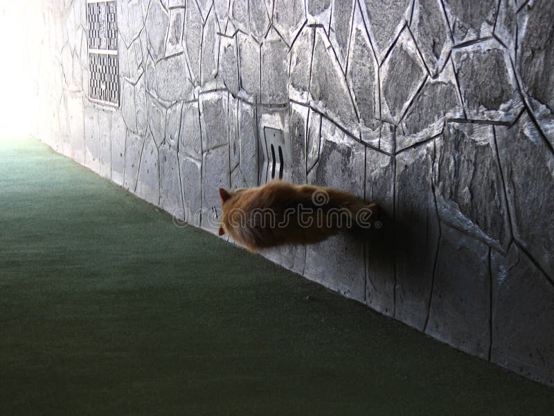 Sad Cat Walking Away Stock Photos - Free & Royalty-Free Stock Photos ...