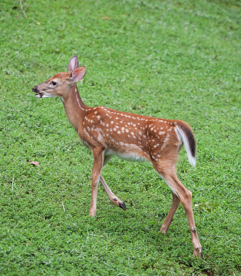 Walking doe stock photo. Image of brown, mammal, grass - 27240854