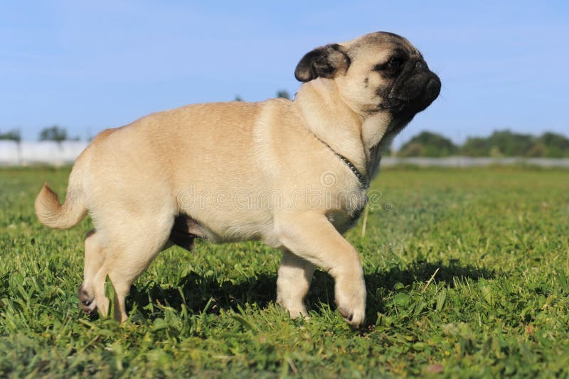 Walking baby pug stock image. Image of outdoors, walking - 23193205