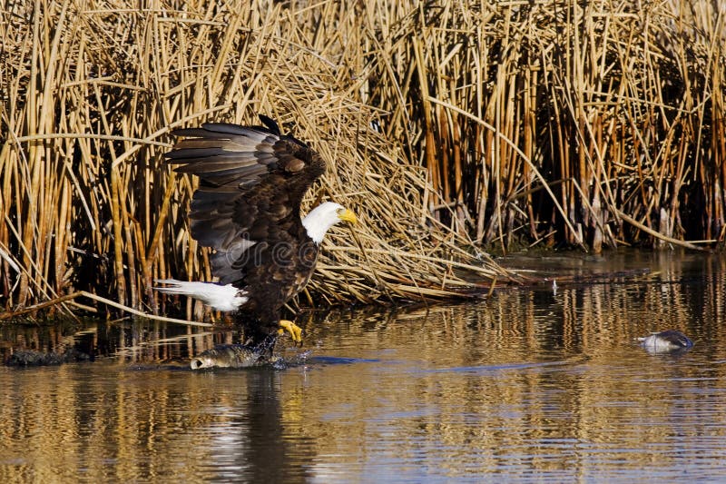 106 Bald Eagle Walking Stock Photos - Free & Royalty-Free Stock Photos ...