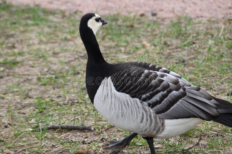 A Walking Barnacle Goose stock photo. Image of scene - 375960270