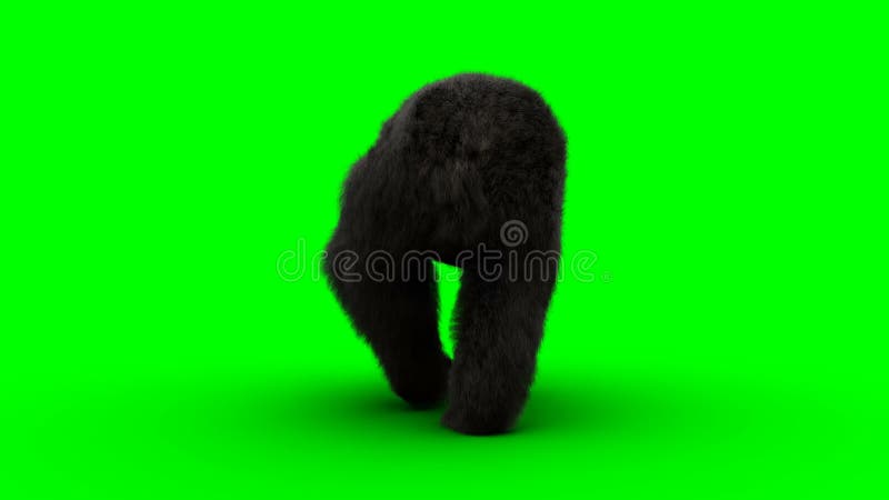 Walking Bear. Green Screen Realistic Animation. Stock Footage - Video ...
