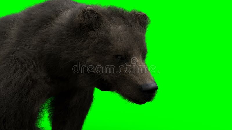 Walking Bear. Green Screen Realistic Animation. Stock Footage - Video ...