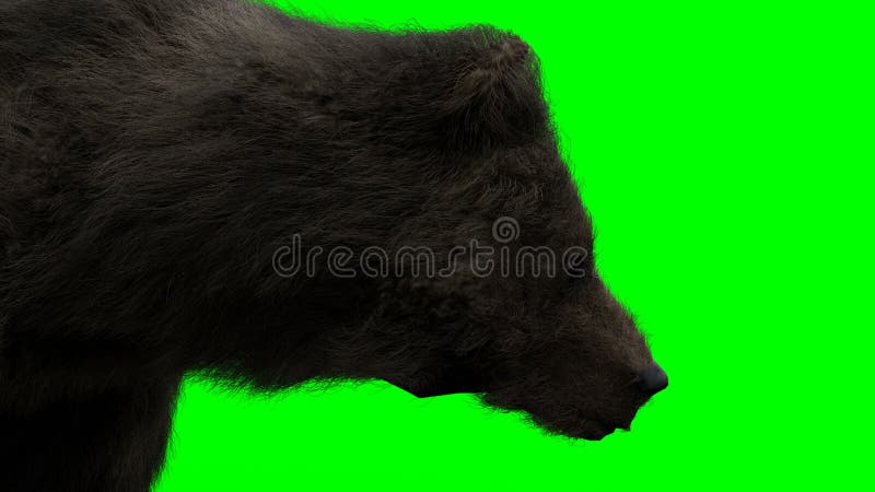 Walking Bear. Green Screen Realistic Animation. Stock Footage - Video ...
