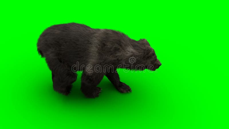 Walking Bear. Green Screen Realistic Animation. Stock Footage - Video ...