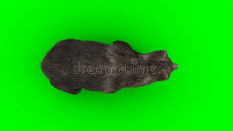 Walking Bear. Green Screen Realistic Animation. Stock Footage - Video ...