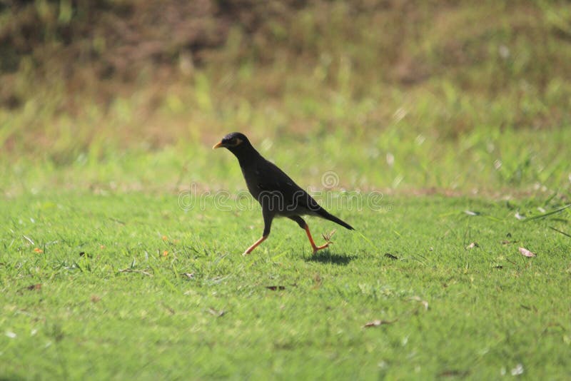 Walking bird stock photo. Image of garden, bird, walking - 108897078