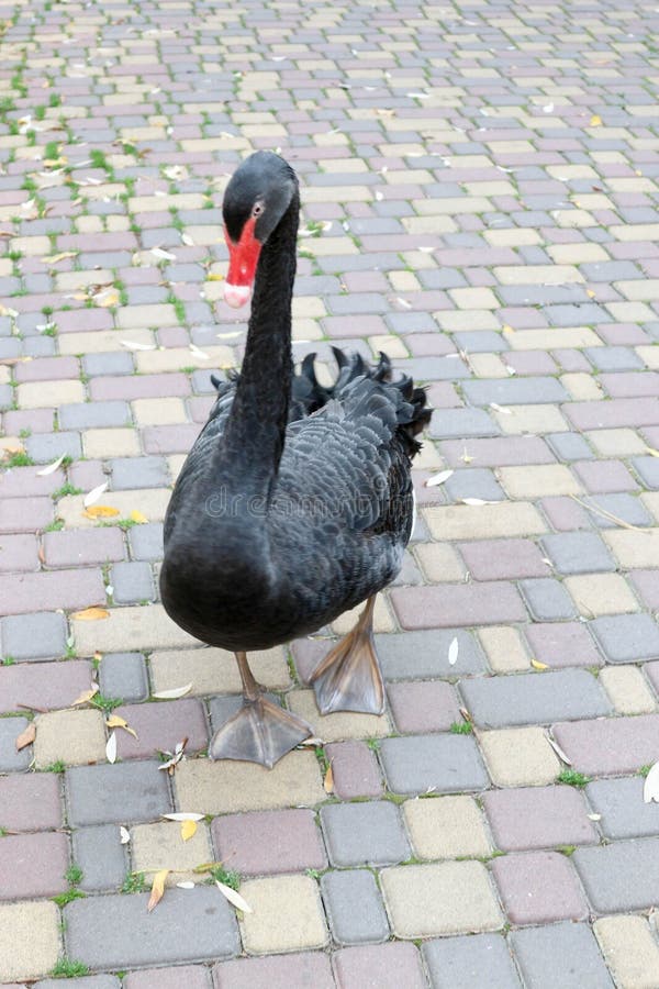 Walking Black Swan on the Path of Tiles in the Zoo Stock Photo - Image ...