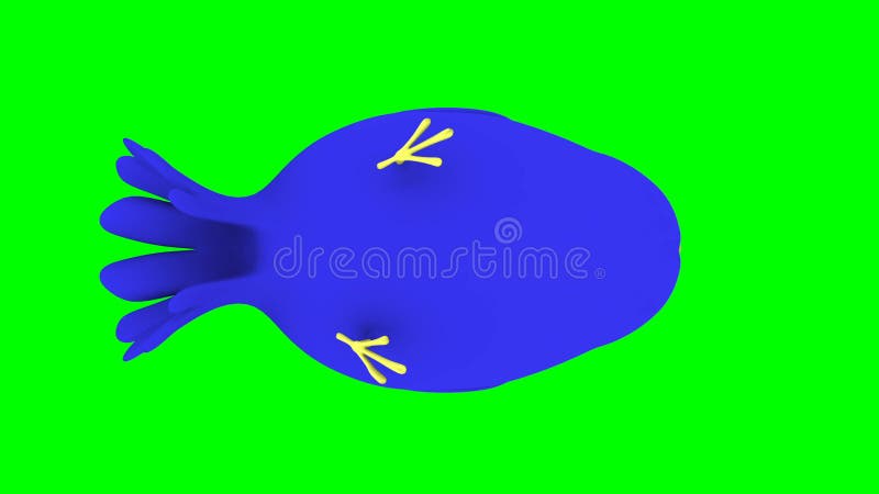 Walking Blue Bird in Different Views Loop Animation on Green Screen ...