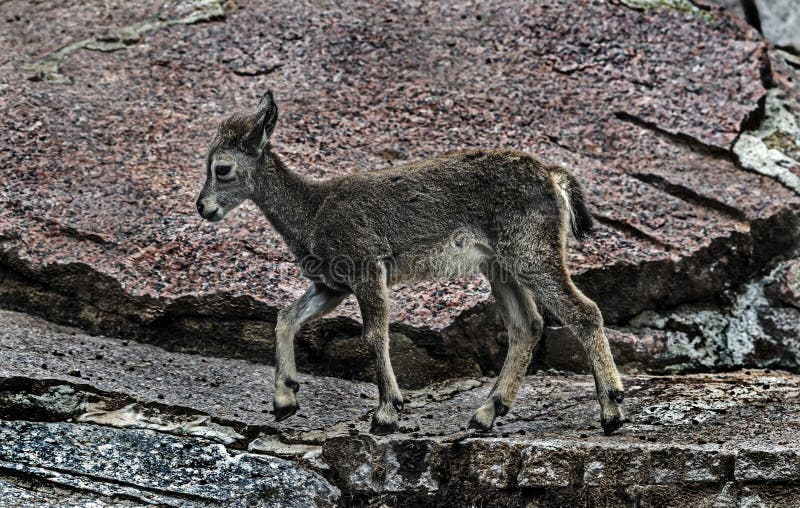 Blue sheep lamb 1 stock photo. Image of fauna, jump - 348236830