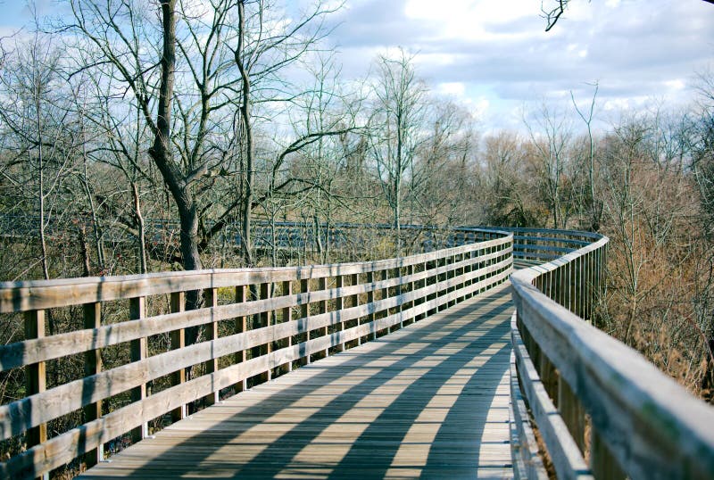 Walking bridge in forest stock photo. Image of green - 96289776