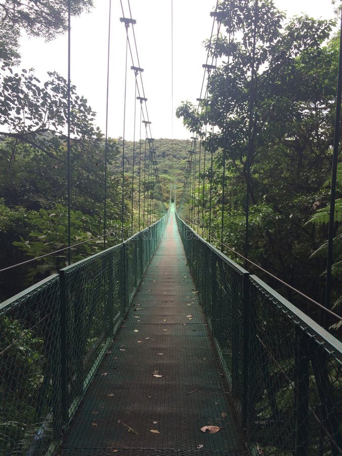 Walking Bridge in Rainforest Stock Photo - Image of rainforest ...