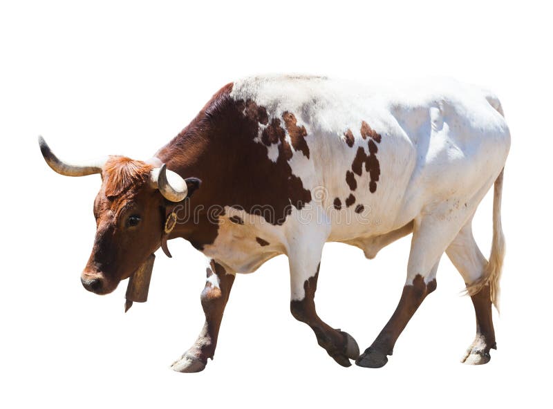Walking Bull, Isolated Over White Background Stock Photo - Image of ...