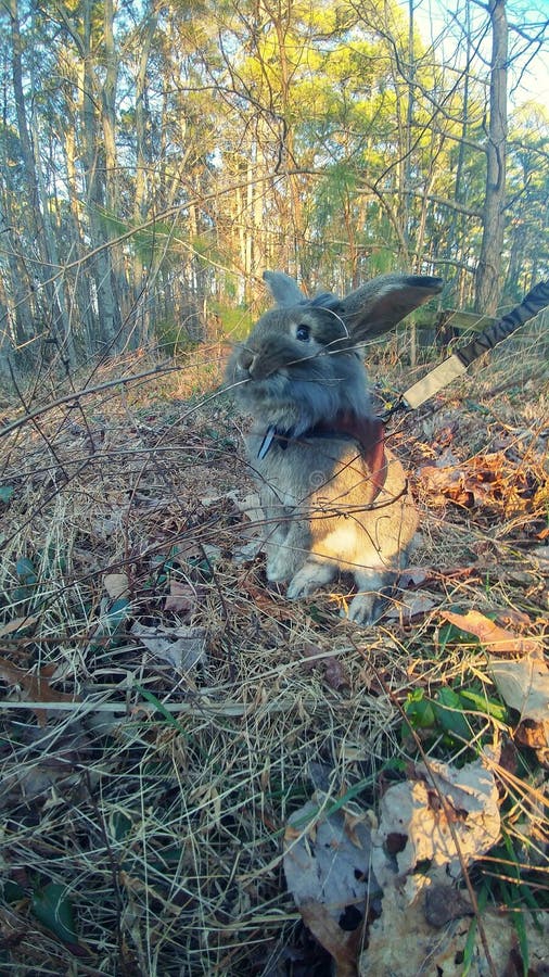 Walking the Bunny stock photo. Image of woods, walking - 110249854