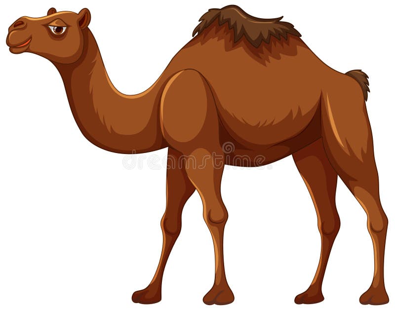 Walking Camel Isolated stock vector. Illustration of background - 285118723