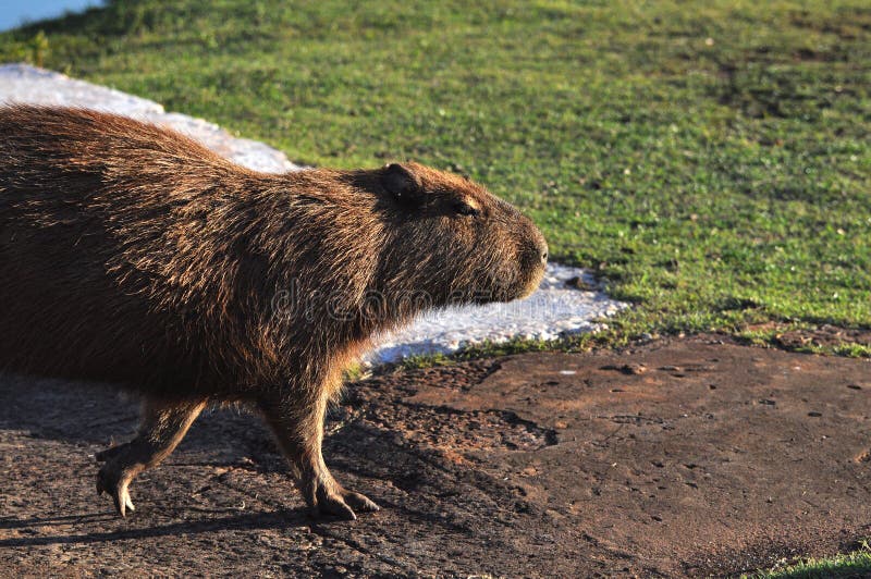 Capybara walking stock photo. Image of capybara, carpincho - 93579350