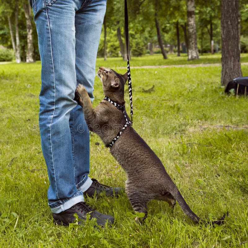Walking with cat stock image. Image of together, safety - 55407731