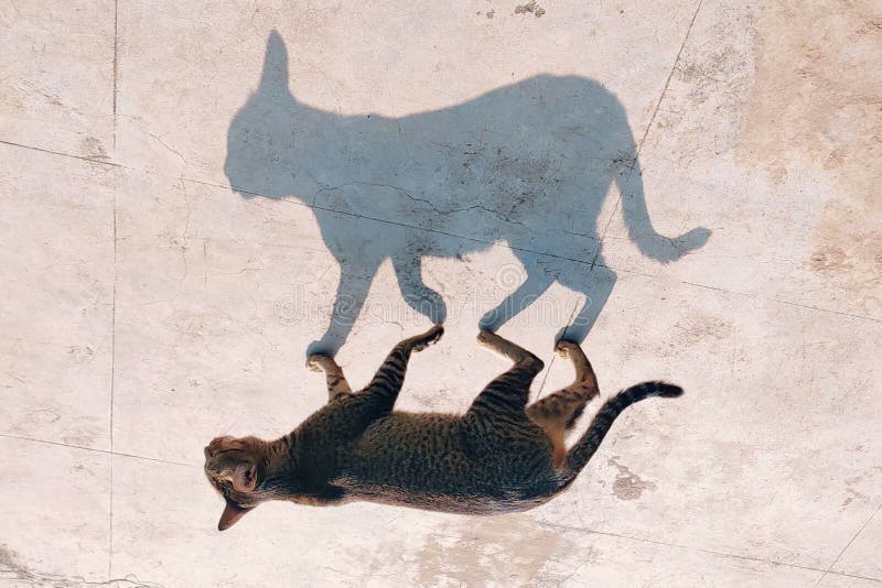 Walking Cat with Shadow, Cat and Cat`s Shadow Stock Photo - Image of ...