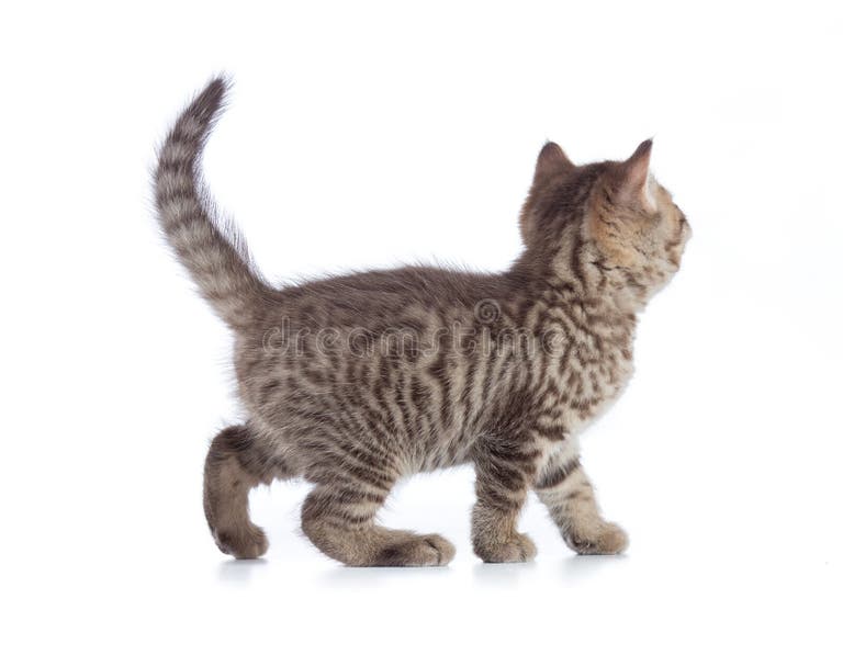 16,434 Cat Side View Stock Photos - Free & Royalty-Free Stock Photos ...