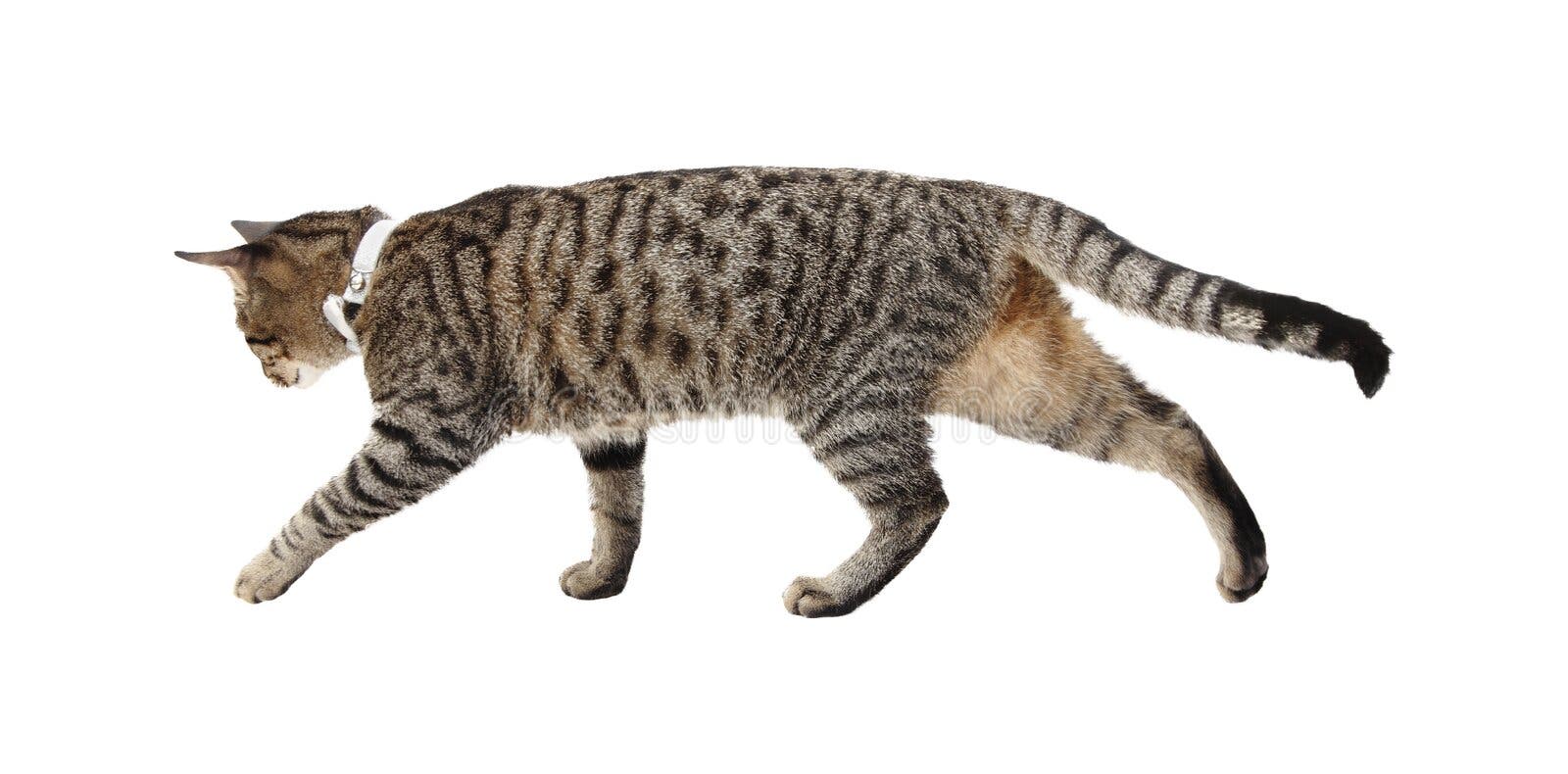 Stretching cat stock photo. Image of profile, white, background - 21352032