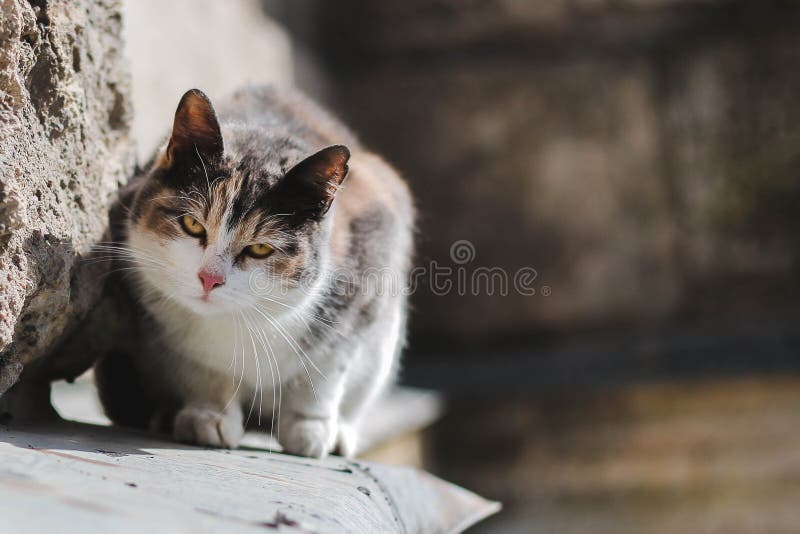 Walking cat stock image. Image of edge, yelow, angry - 61483939