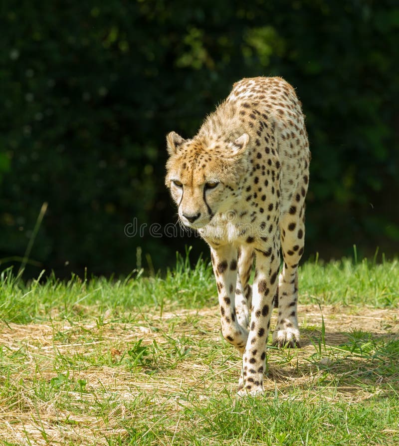 Female Cheetah Walking, South Africa Stock Photo - Image of jubatus ...