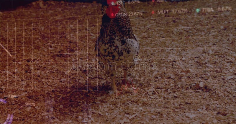Walking Chicken on Ground with Data Analysis Animation Overlay Stock ...