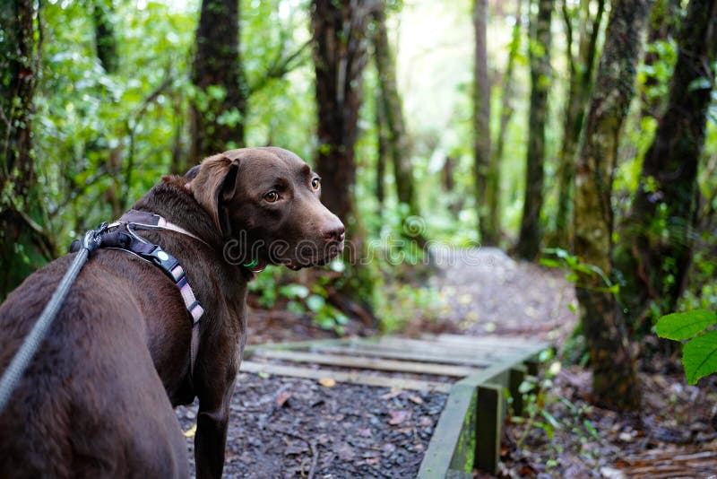 Walking a Chocolate Labrador through a Forest Stock Photo - Image of ...