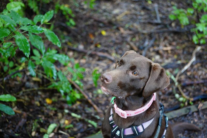 Walking a Chocolate Labrador through a Forest Stock Image - Image of ...