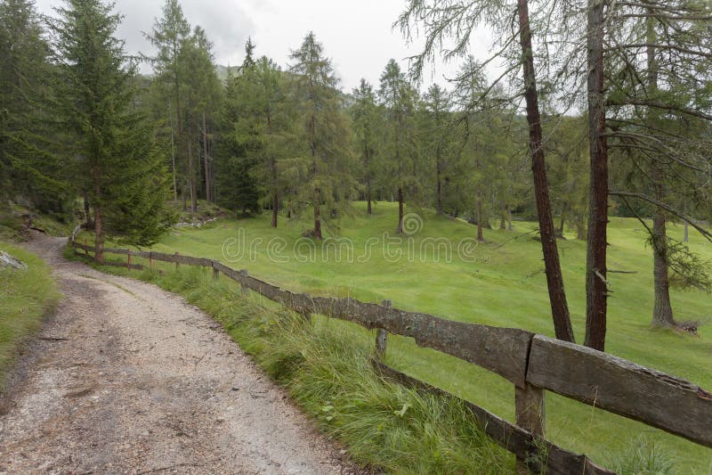 Walking in a Cloudy Day Long a Path among the Woods in the Dolomites ...