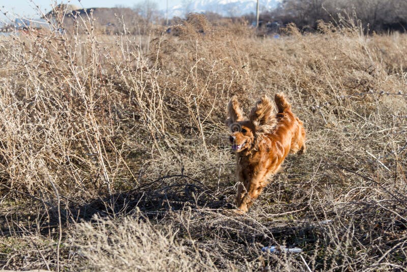 Walking a cocker spaniel stock photo. Image of enjoyment - 83585306