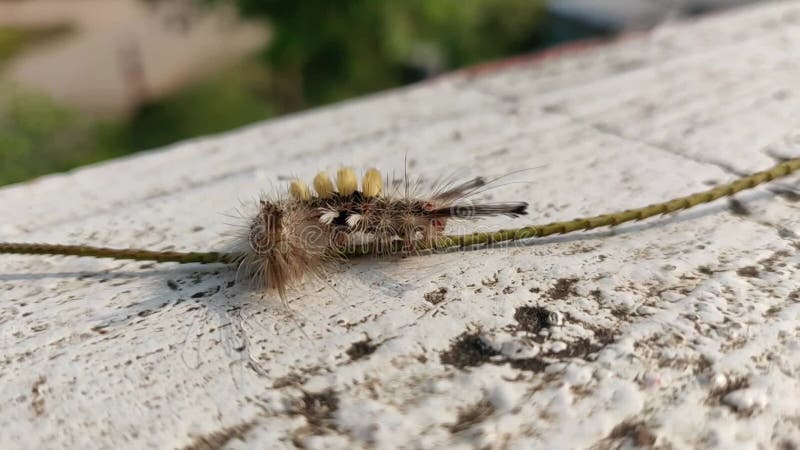 Walking Cocoa Tussock Moth Caterpillar Stock Footage - Video of ...