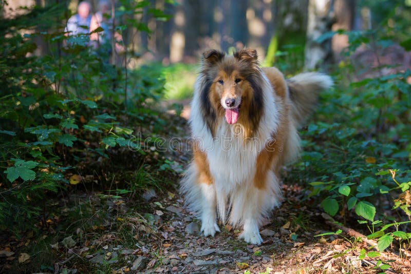 Walking with Collie Dog in the Forest Stock Photo - Image of animal ...
