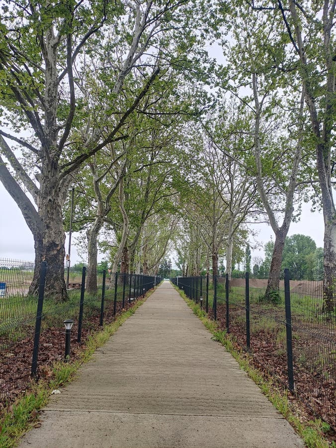 Walking on a Concrete Path in Cloudy Weather, with a Green Tree Line on ...