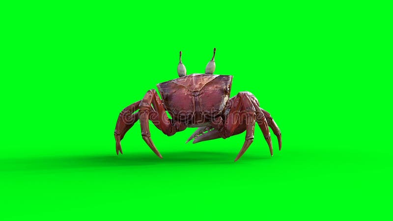 Walking Crab. Green Screen 4k Animation. Stock Video - Video of crab ...
