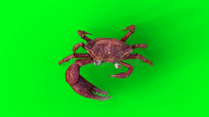Walking Crab. Green Screen 4k Animation. Stock Footage - Video of legs ...